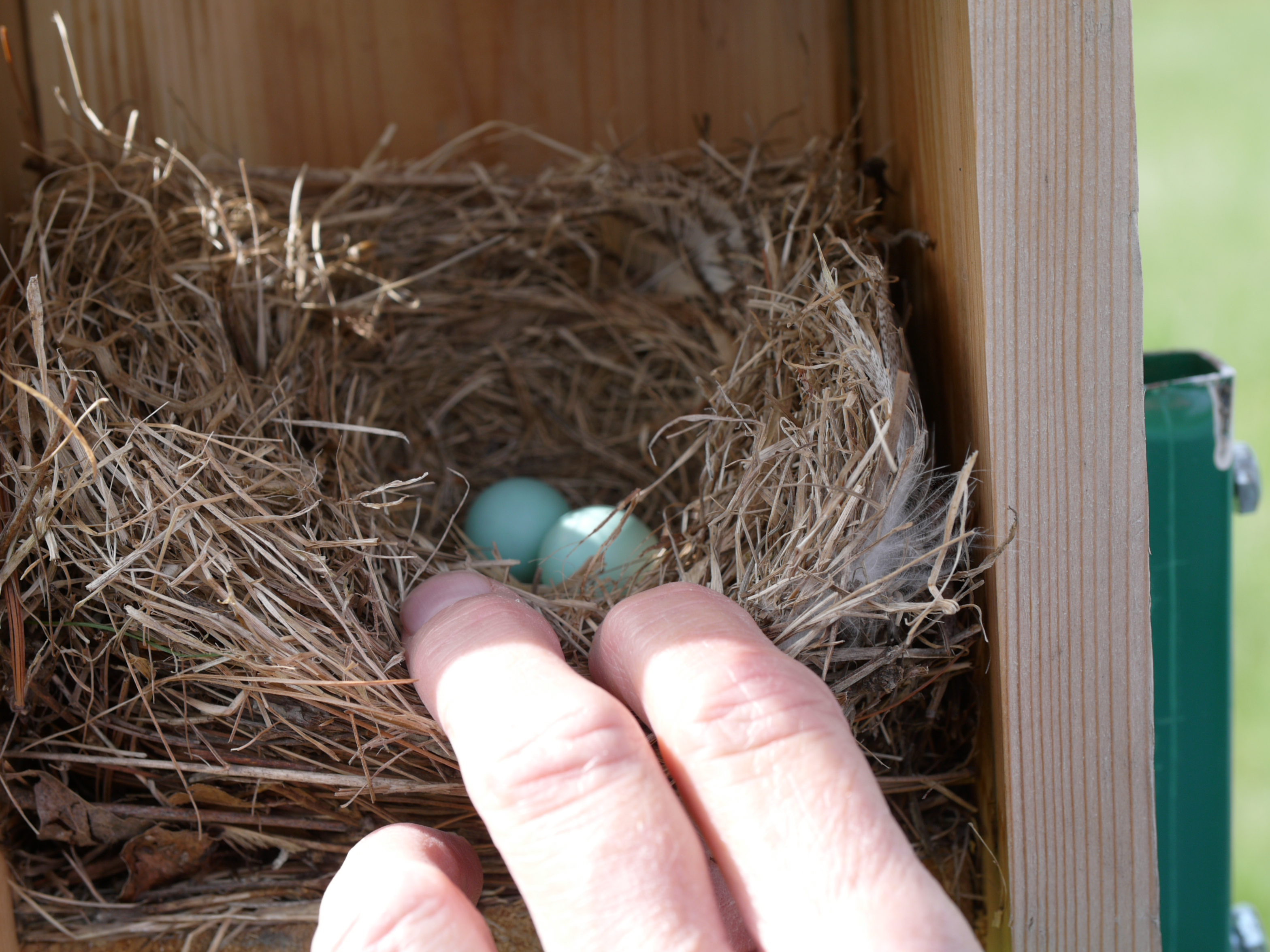Western Bluebird Eggs 5586