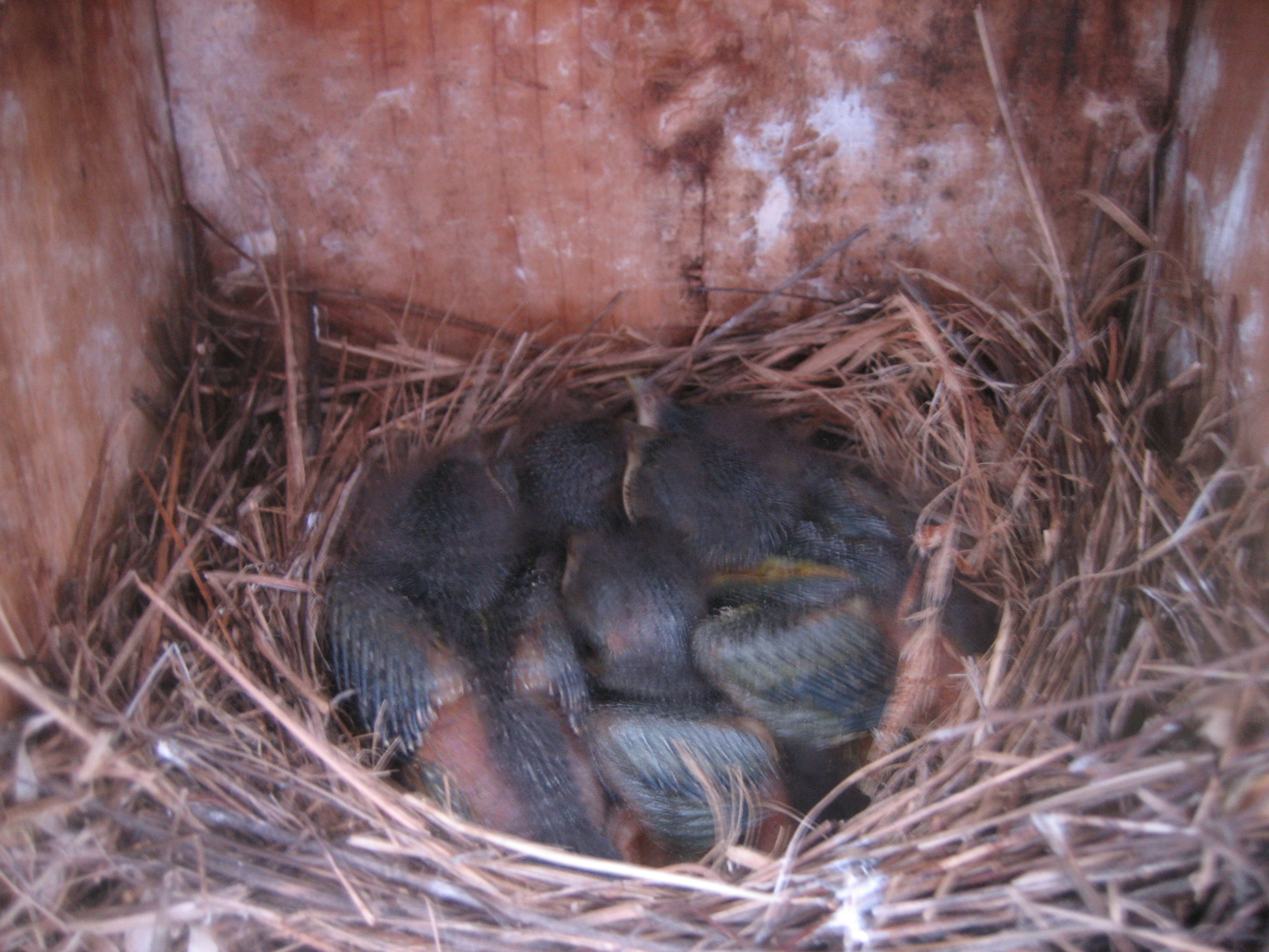 Bluebird Chicks Delight Guests - Crystal River Inn
