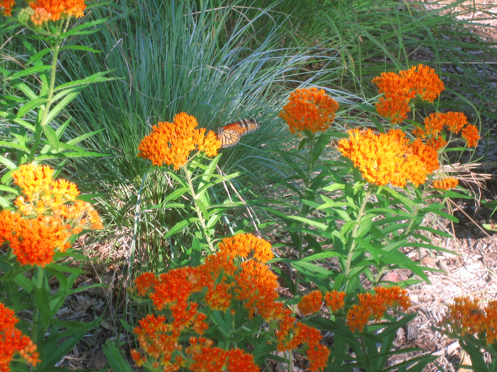 Monarch at Butterfly Weed - Crystal River Inn