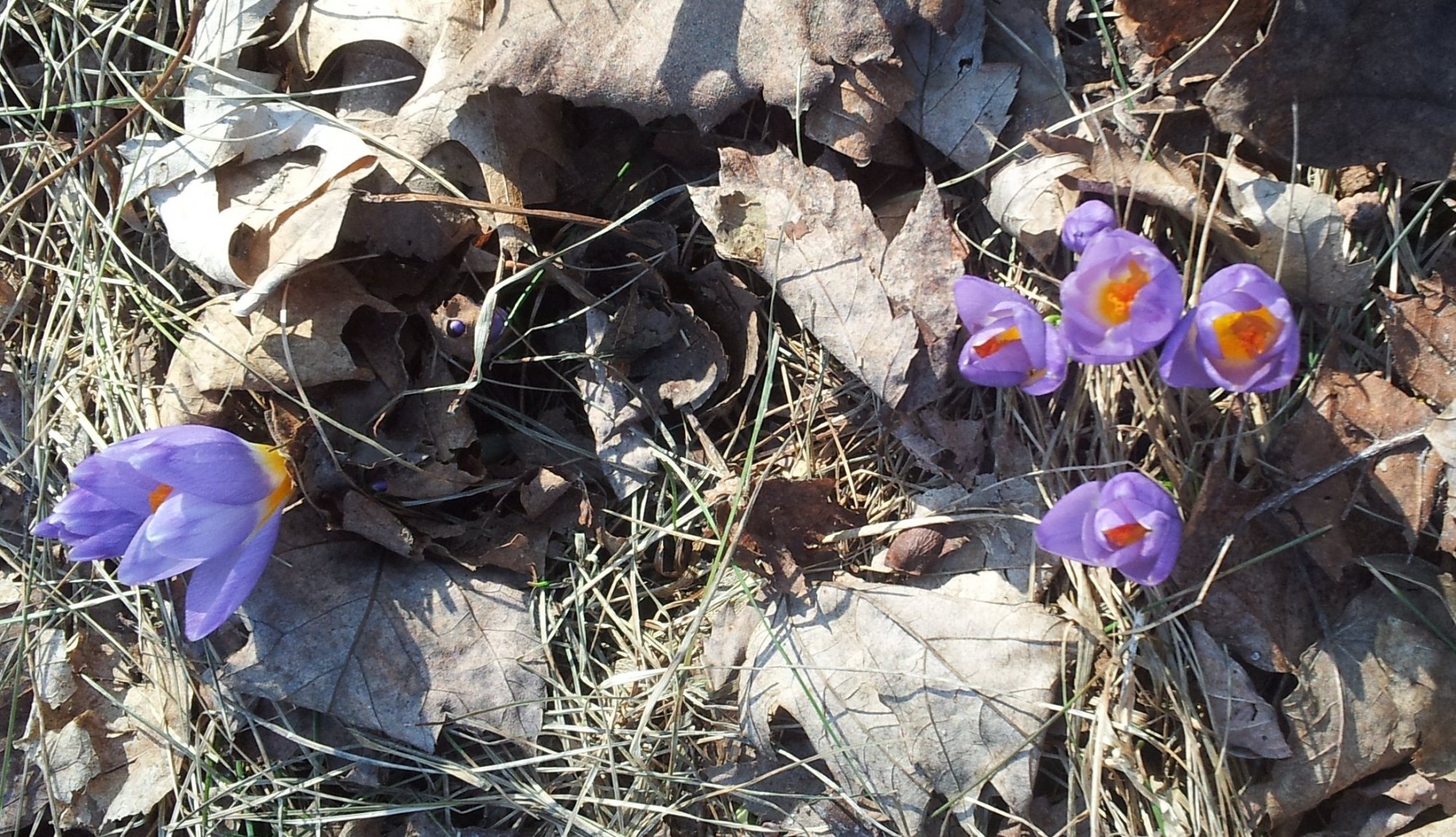 Spring Blooming Crocus are Up! - Crystal River Inn